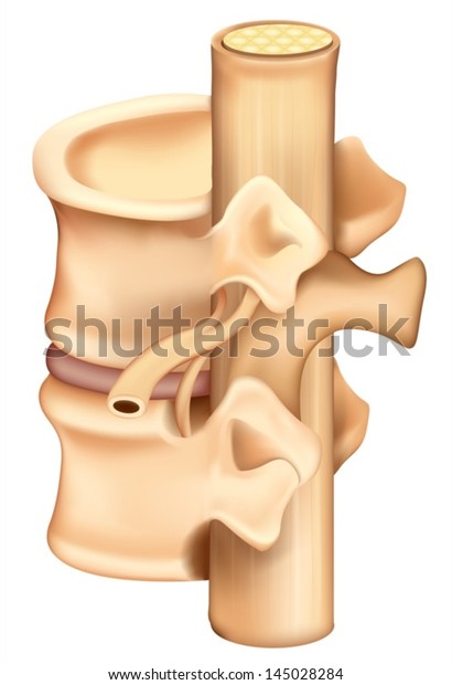 Illustration Showing Single Human Vertebrae Stock Vector (Royalty Free ...