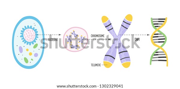 Illustration montrant la structure du chromosome : image vectorielle de ...