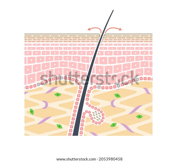 Illustration Showing Structure Epidermis Dermis Notation Stock Vector ...