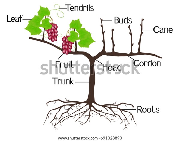 Illustration Shows Part Grape Plants Stock Vector (Royalty Free ...