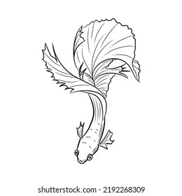 Illustration Siamese Fighting Fish Known Betta Stock Vector (Royalty Free) 2192268309 | Shutterstock