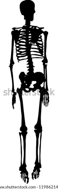 Illustration Silhouette Human Skeleton Isolated On Stock Vector ...