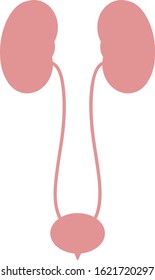 Illustration Simple Healthy Bladder Internal Organs Stock Vector ...