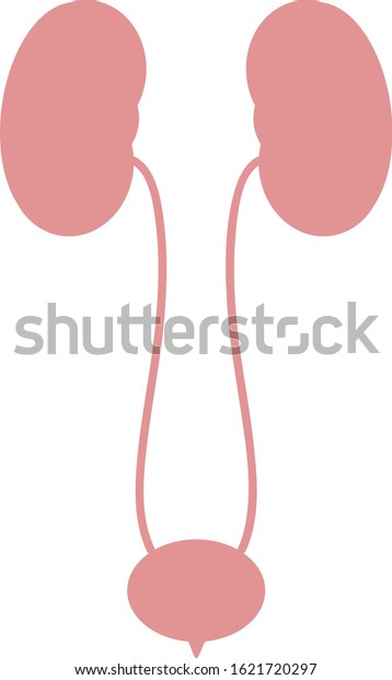 Illustration Simple Healthy Bladder Internal Organs Stock Vector ...