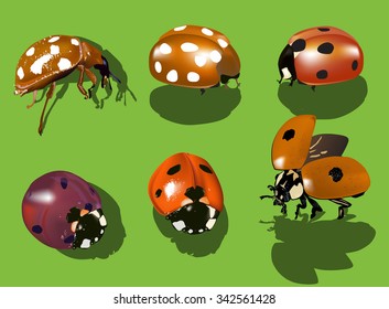 Illustration Six Ladybugs Isolated On Green Stock Vector (Royalty Free ...