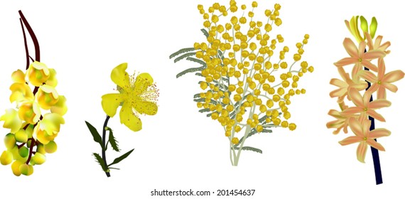 Illustration Spring Yellow Flowers Isolated On Stock Vector (Royalty ...
