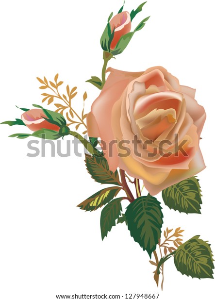 Illustration Tea Rose Flower Isolated On Stock Vector (Royalty Free ...