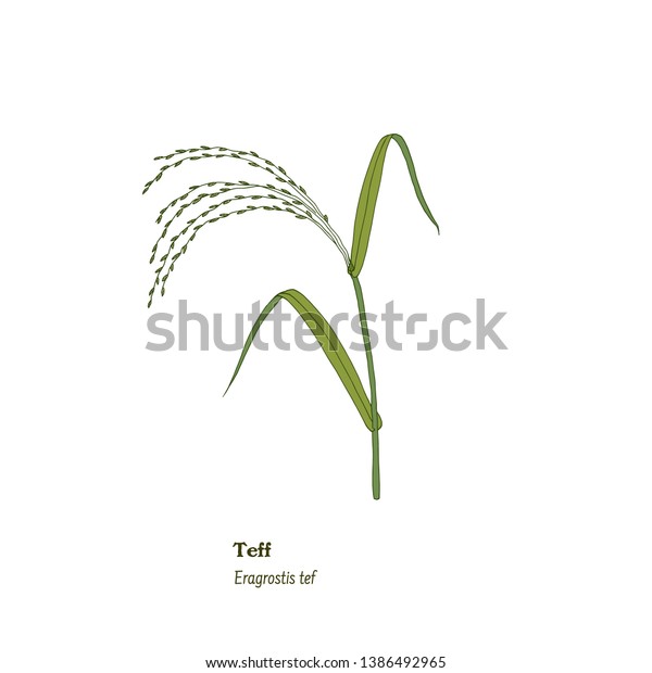 5 Teff Hay Images, Stock Photos & Vectors | Shutterstock