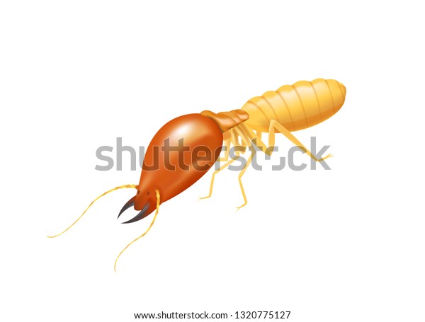 Illustration Termite Isolated On White Background Stock Vector (Royalty ...