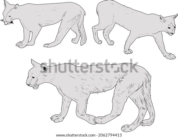 Illustration Three Cougar Outlines Isolated On Stock Vector (Royalty ...