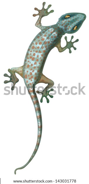 Illustration Tokay Gecko Stock Vector (Royalty Free) 143031778 ...