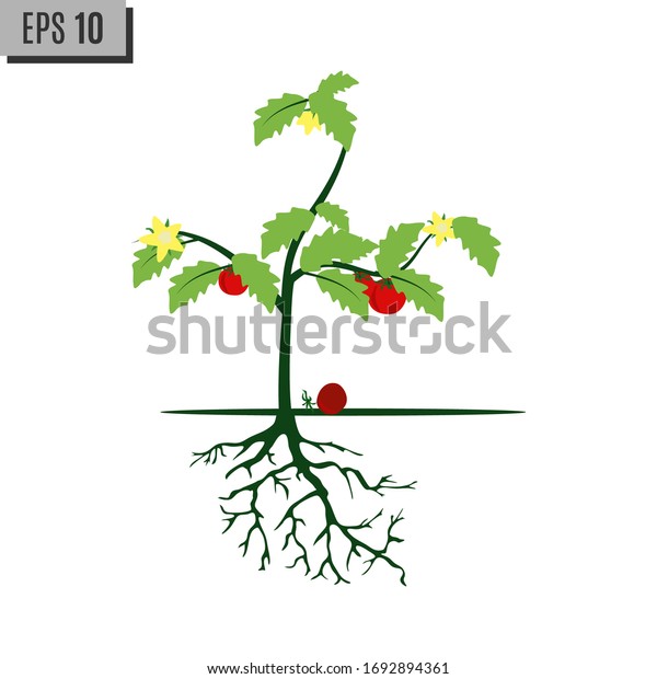 Illustration Tomato Plant Root Under Ground Stock Vector (Royalty Free ...