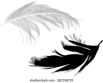 Illustration Two Feathers Isolated On White Stock Vector (Royalty Free ...