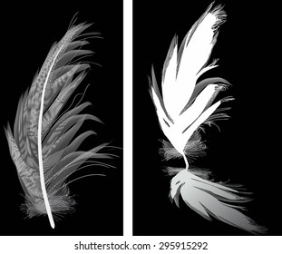 Illustration Two Feathers Isolated On Black Stock Vector (Royalty Free ...
