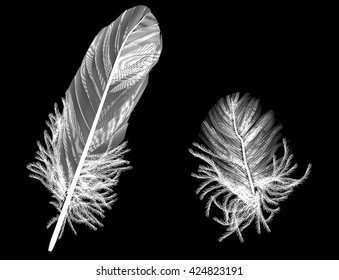 Illustration Two Feathers Isolated On Black Stock Vector (Royalty Free ...