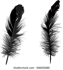 Illustration Two Feathers Isolated On White Stock Vector (Royalty Free ...