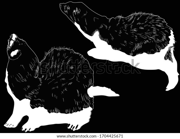 Illustration Two Polecat Sketches Isolated On Stock Vector (Royalty ...