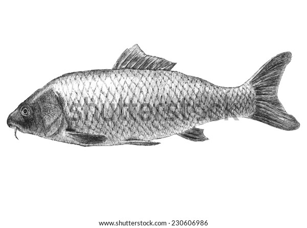 Illustration Two Realistic Pike Hand Draw Stock Vector (Royalty Free ...