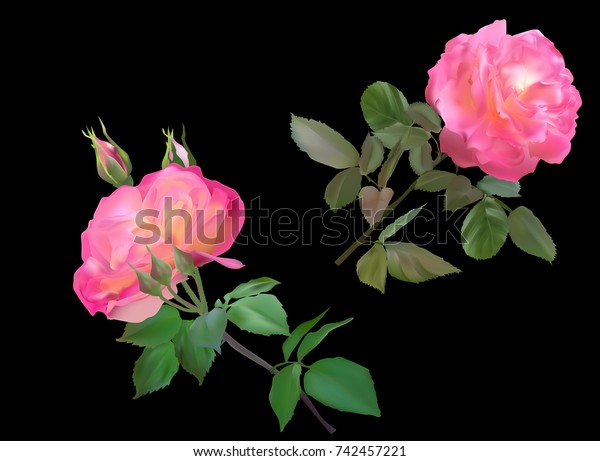 Illustration Two Rose Flowers Isolated On Stock Vector (Royalty Free ...