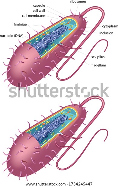 Illustration Typical Bacterial Cell Bacillus Type Stock Vector (Royalty ...
