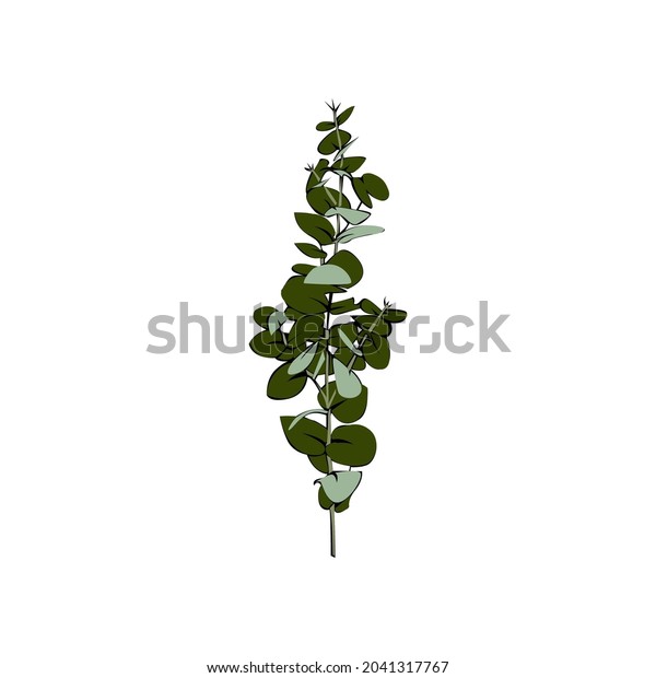 Illustration Vector Graphic Eucalyptus Plant Design Stock Vector ...