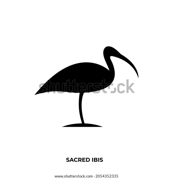 Illustration Vector Graphic Template Sacred Ibis Stock Vector (Royalty ...