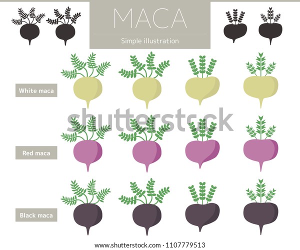 Illustration White Maca Red Maca Black Stock Vector (Royalty Free ...