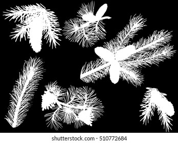 Illustration White Pine Branches Isolated On: เวกเตอร์สต็อก (ปลอดค่า ...