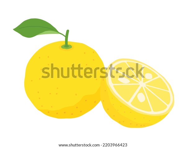 Illustration Yuzu Stock Vector (Royalty Free) 2203966423 | Shutterstock