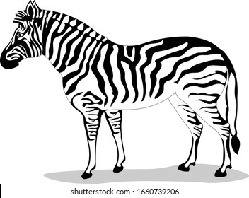 Illustration Zebra Side View Stock Vector (Royalty Free) 1660739206 ...