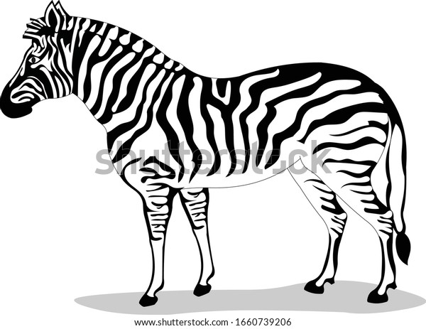 Illustration Zebra Side View Stock Vector (Royalty Free) 1660739206 ...