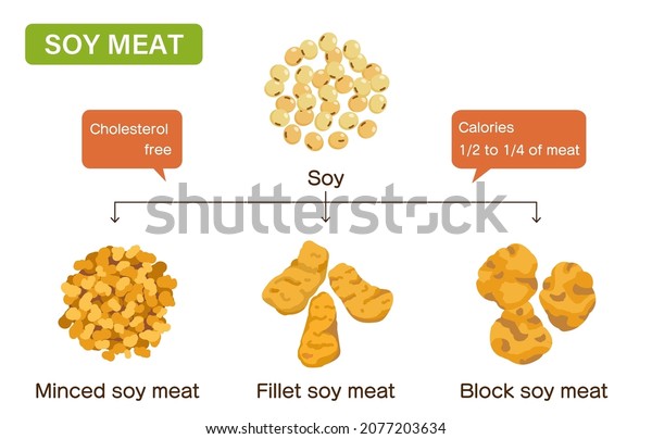 Illustrations Soybean Meat Various Shapes Soybean Stock Vector (Royalty ...