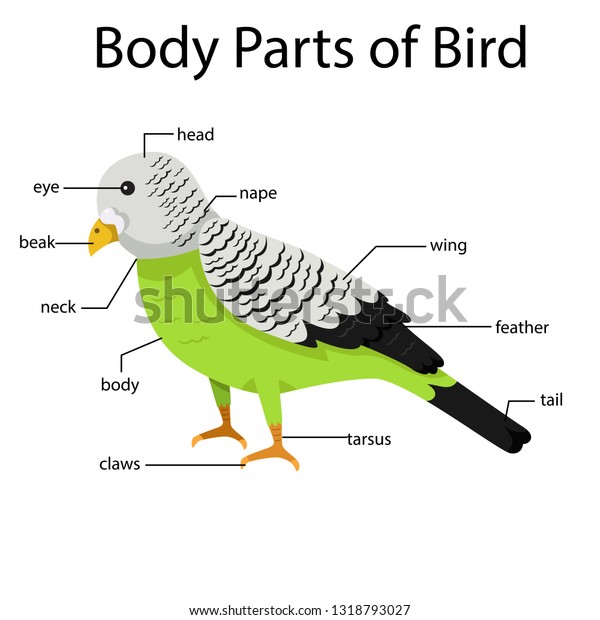 Illustrator Body Parts Bird Two Stock Vector (Royalty Free) 1318793027