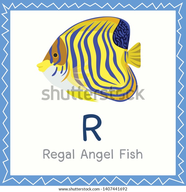 Illustrator R Regal Angel Fish Animal Stock Vector (Royalty Free ...
