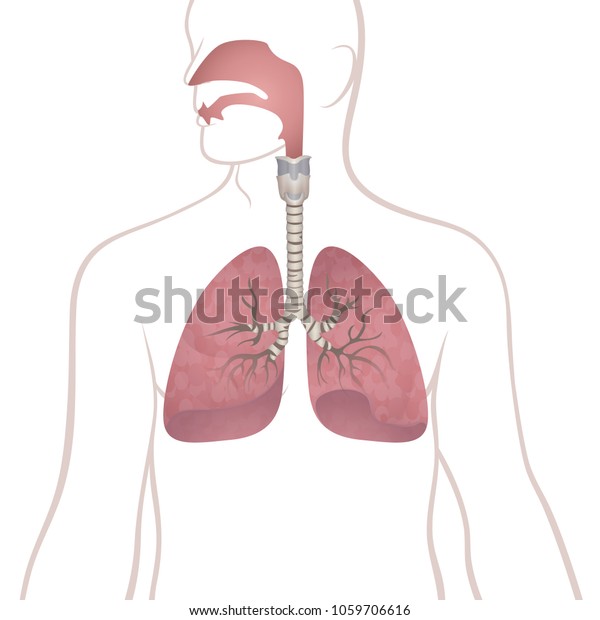 Image Anatomy Lungs Location Internal Organs Stock Vector (Royalty Free ...