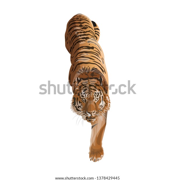 Image Creeping Tiger Vector Illustration Isolated 스톡 벡터(로열티 프리 ...