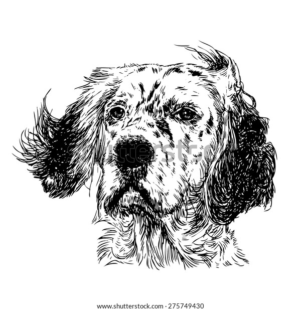 Image English Setter Hand Drawn Vector: стоковая векторная графика (без ...
