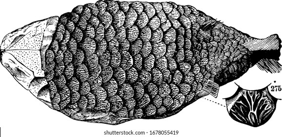45 Or ganoid Images, Stock Photos & Vectors | Shutterstock