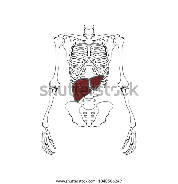 Image Liver Against Background Skeleton Schematic Stock Vector (Royalty ...