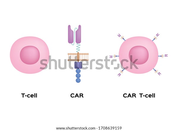 Immunotherapy T Cell Chimeric Antigen Receptor Stock Vector (Royalty ...