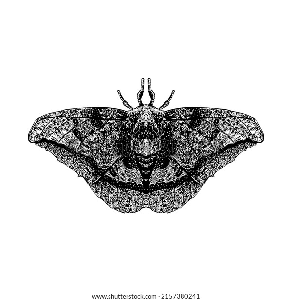 Imperial Moth Hand Drawing Vector Illustration: เวกเตอร์สต็อก (ปลอดค่า ...