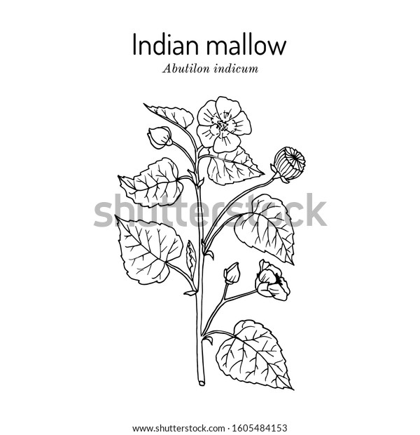 Indian Abutilon Mallow Abutilon Indicum Medicinal Stock Vector (Royalty ...