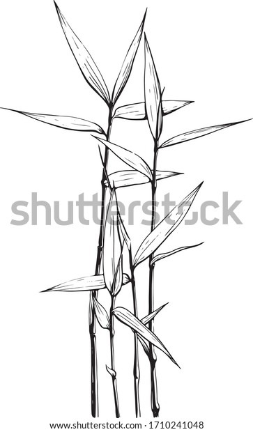 Indian Cane Vector Drawing Bamboo Sticks: เวกเตอร์สต็อก (ปลอดค่า ...