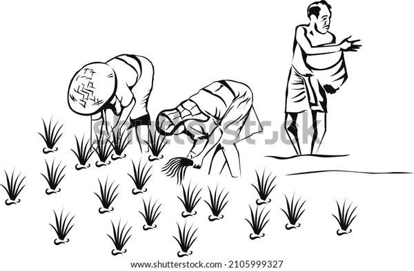Indian Paddy Illustrations Farmers Fields Stock Vector (Royalty Free ...