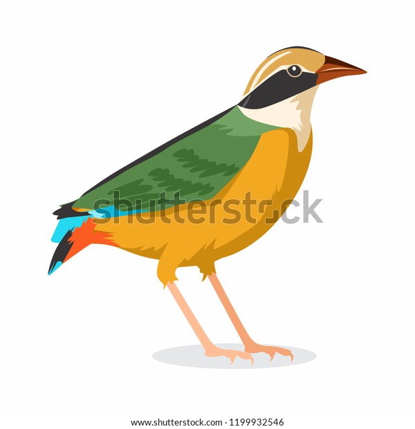 Indian Pitta Bird Vector Illustration Stock Vector (Royalty Free ...