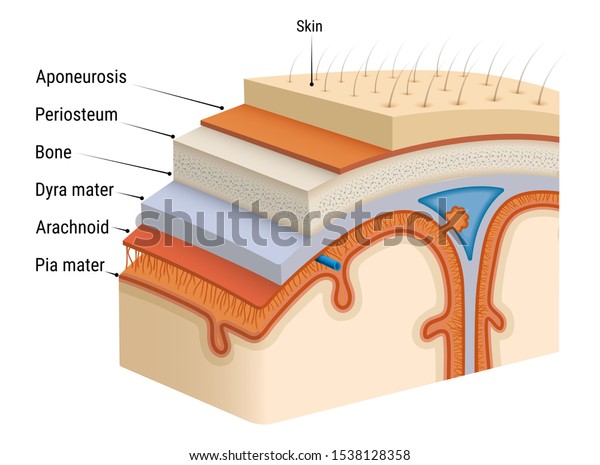 Inflammation Meninges Meningitis Bacterial Inflammation Soft Stock ...