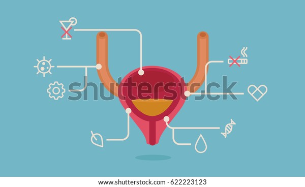 Infographic Bladder Vector Illustration Stock Vector (Royalty Free ...
