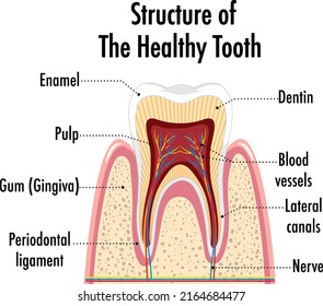 Infographic Human Structure Healthy Tooth Illustration Stock Vector ...