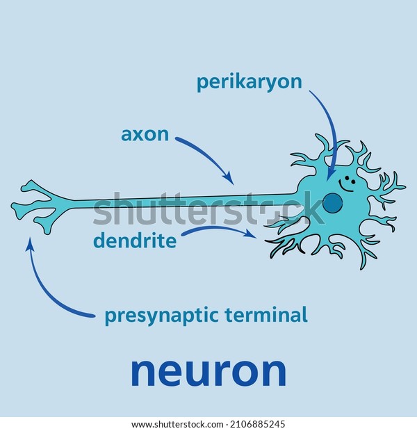 Infographic Neuron Closeup Anatomy: เวกเตอร์สต็อก (ปลอดค่าลิขสิทธิ์ ...