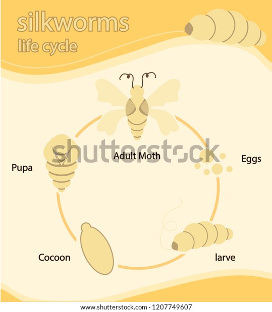 Infographic Silkworms Life Cycle Stock Vector (Royalty Free) 1207749607 ...